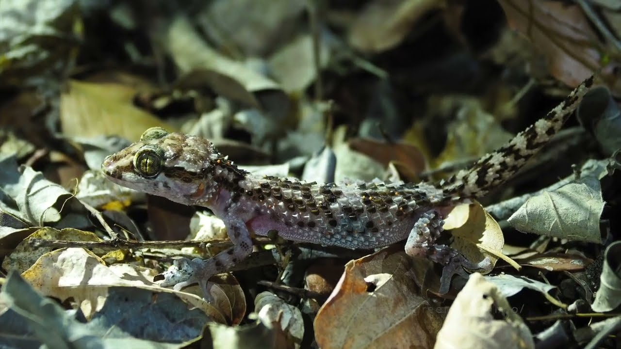 マダガスカル西部 Madagascar WEST - Anime | WACOCA JAPAN: People, Life, Style