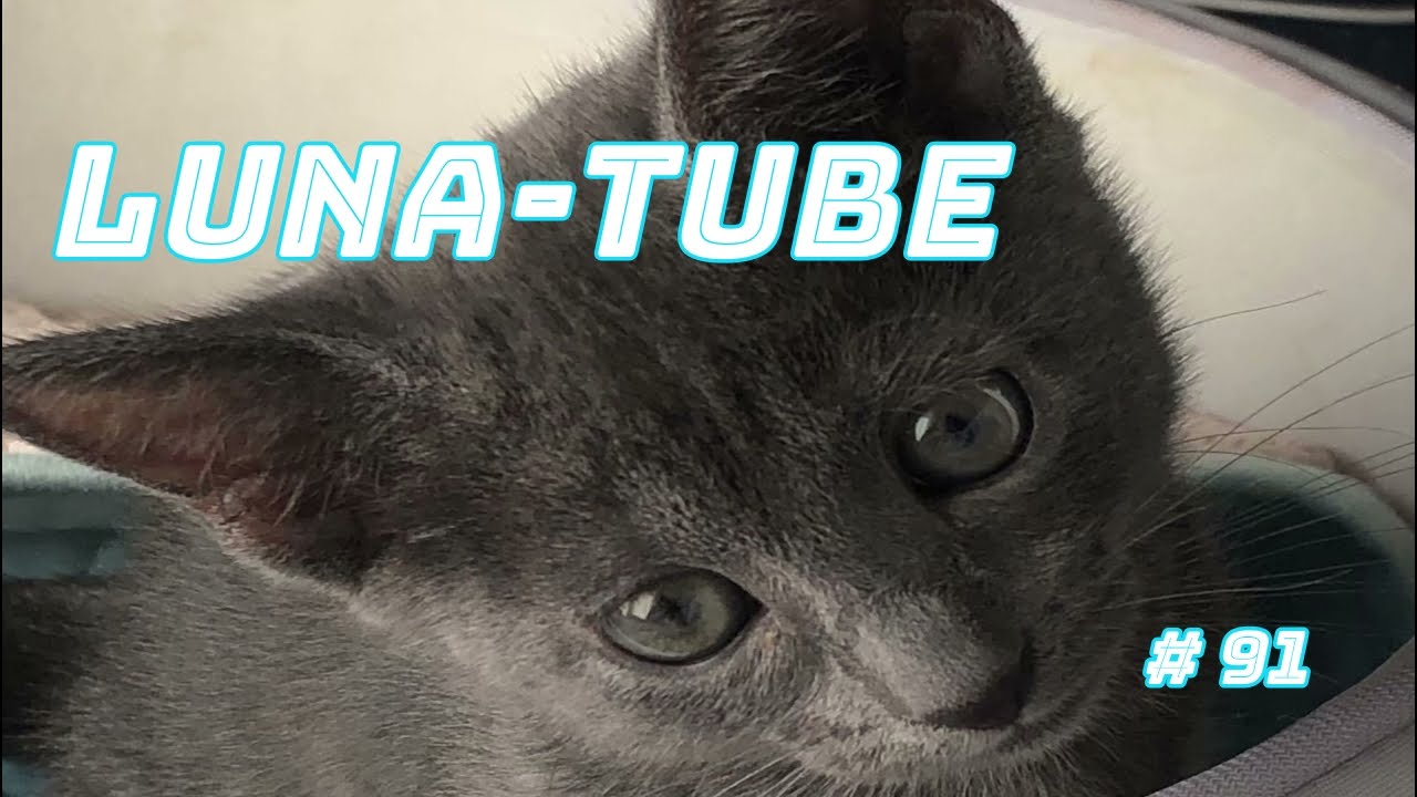 【LUNAHAN】 #91 Lunaと始球式⚾ 空振りの謎！ ロシアンブルーのつぶやきチャンネル！ - News | WACOCA JAPAN: People, Life, Style