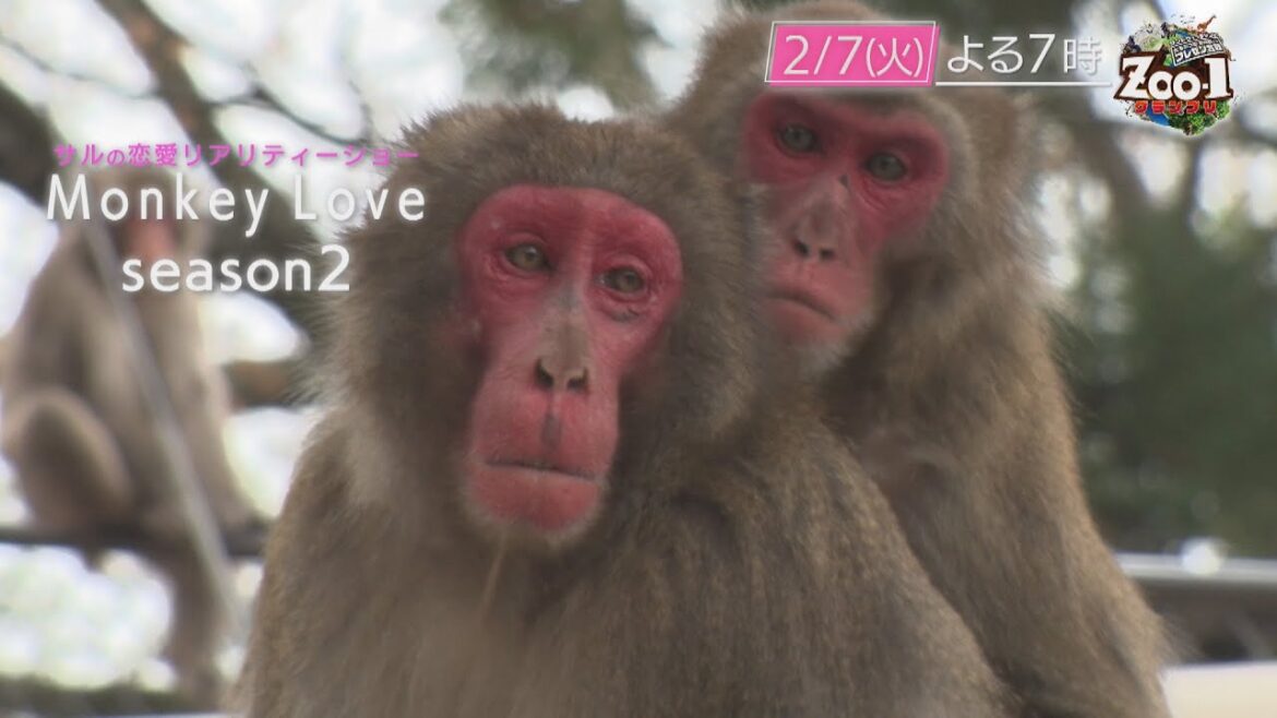 2023年2月7日(火)夜7時 TBS系 ZOO-1グランプリ #ZOO1 #サンドウィッチマン #陣内智則 #河北麻友子 #道枝駿佑（#なにわ男子） - WACOCA NEWS