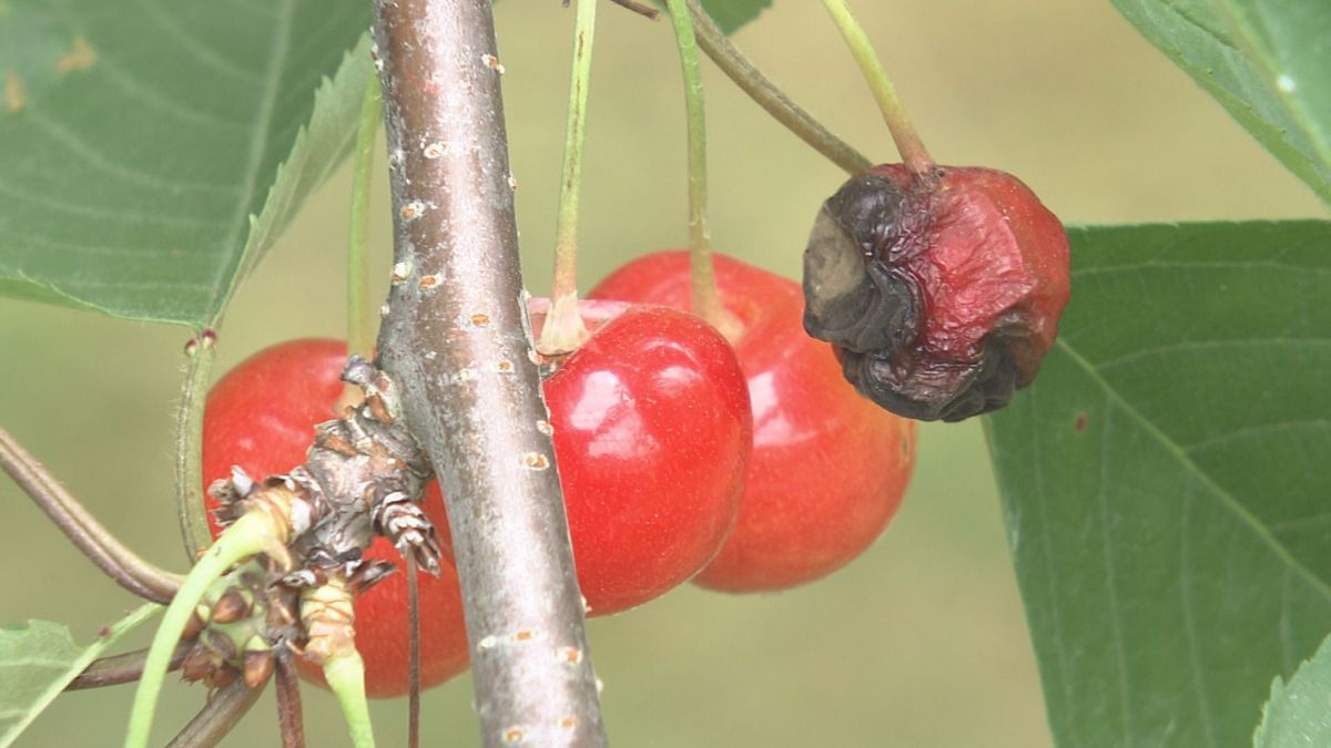 山形県内のサクランボ 高温対策も一部で実が柔なくなる影響 県は暑さに強い品種転換を支援｜YBC NEWS NNN - 日テレNEWS NNN - WACOCA NEWS