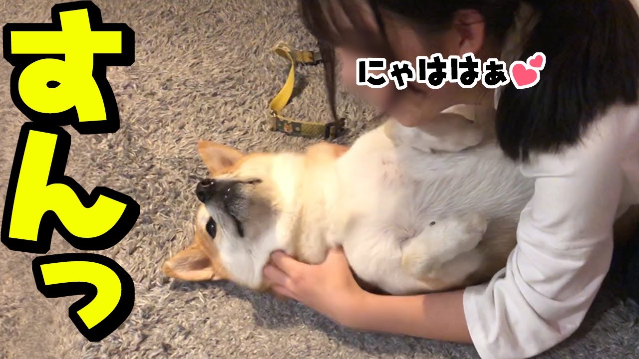 キス魔娘にブチギレるも捕まるとすぐに諦めてしまう柴犬 - WACOCA PETS