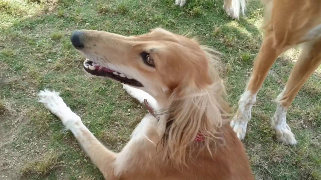 Full of Saluki サルーキだらけ - Pets | WACOCA JAPAN: People, Life, Style