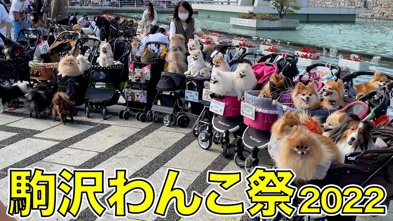 駒沢わんこ祭りでポメラニアン大集合！ - WACOCA PETS