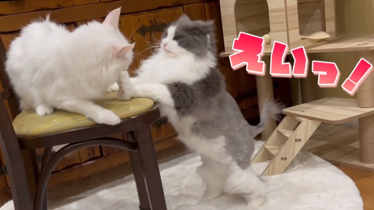 【可愛い】ターキッシュアンゴラが珍しくかまってちゃんな瞬間ww - Pets | WACOCA JAPAN: People, Life, Style