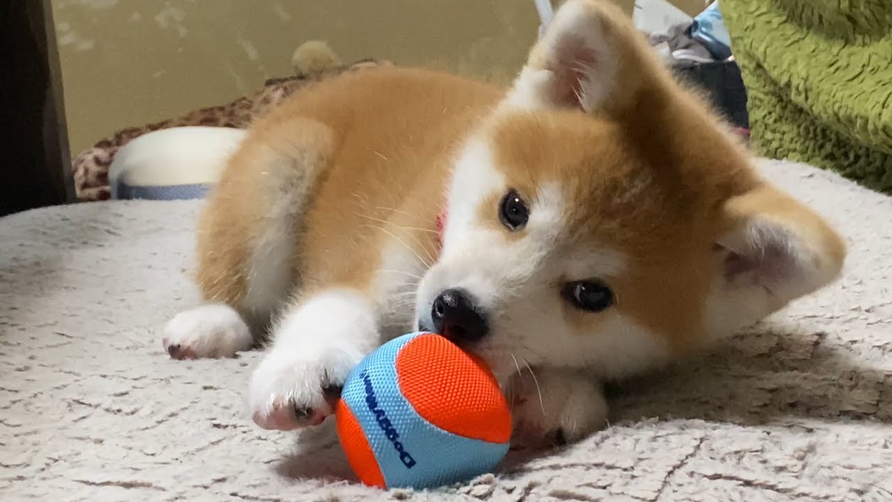 2週間で既に大きくなってる気が・・・？【秋田犬】akita dog - WACOCA PETS