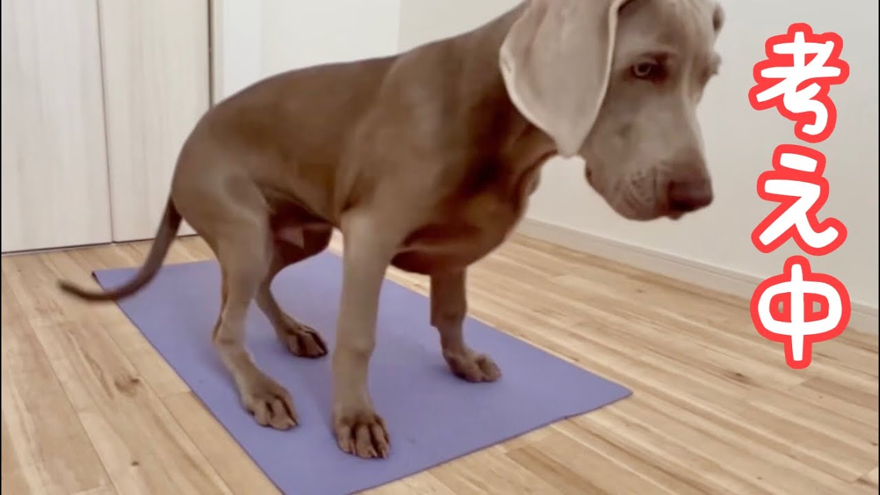 子犬の脳トレ。ワイマラナー4か月 - WACOCA PETS