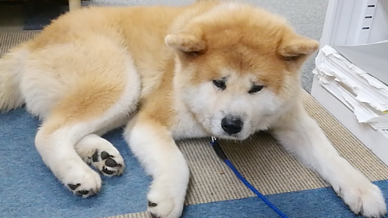 秋田犬会館配信！ - WACOCA PETS