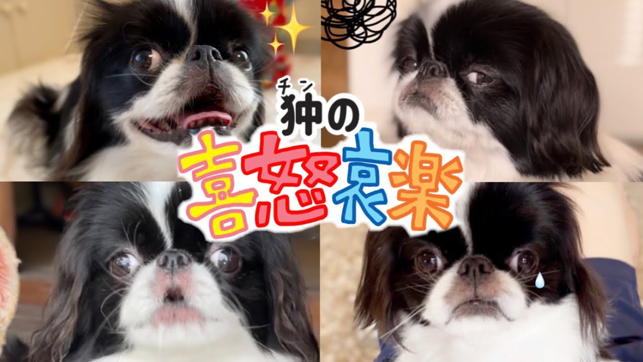 狆の感情丸わかり！表情豊かな日本の愛玩犬【狆の性格】Japanese Chin - Pets | WACOCA JAPAN: People ...