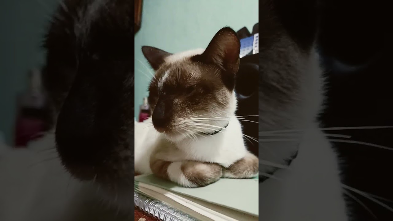 whaaa 🤪🤪 - WACOCA PETS