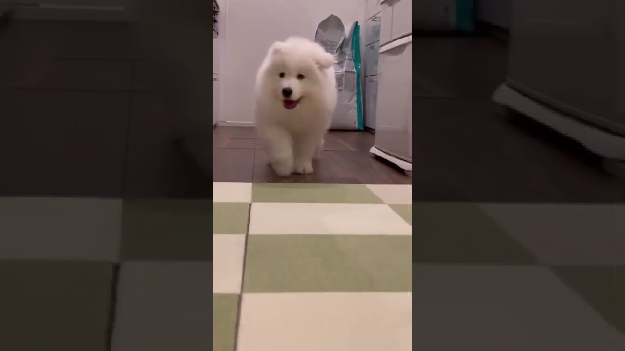 小さかった赤ちゃんサモエド1年経つとこうなる#shorts - WACOCA PETS