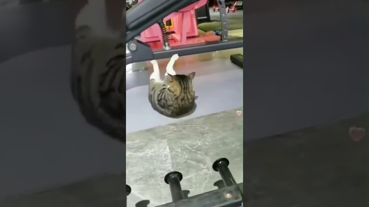 Abs Day, Cat Workout 🏋 - Cute And Funny Cat Videos - WACOCA PETS
