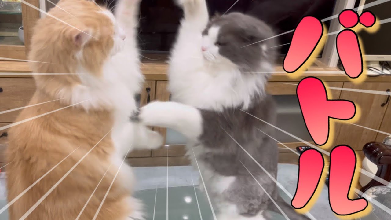 【バトル！】ノルウェージャンフォレストキャットのお手手バタバタ攻撃ww - Pets | WACOCA JAPAN: People, Life, Style