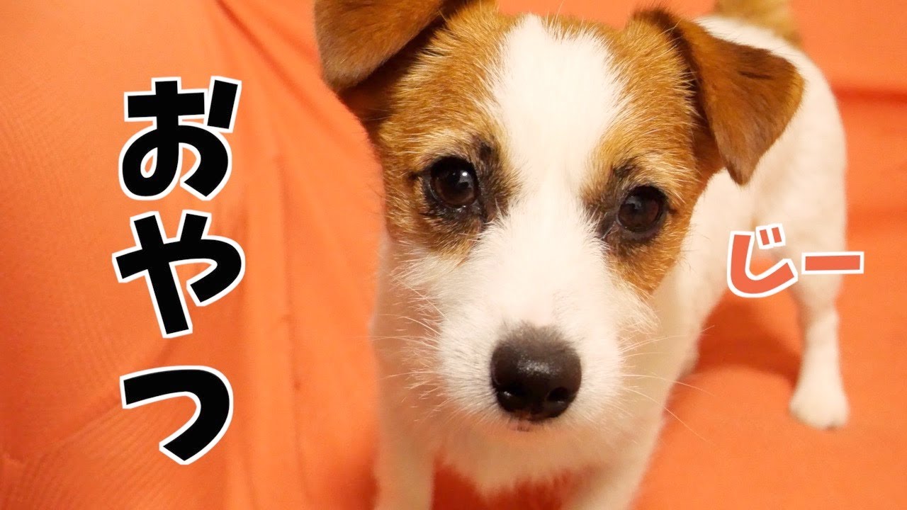 目で訴えておやつが欲しいことを上手にアピールしてくる兄犬/ジャックラッセルテリア/多頭飼い - WACOCA PETS