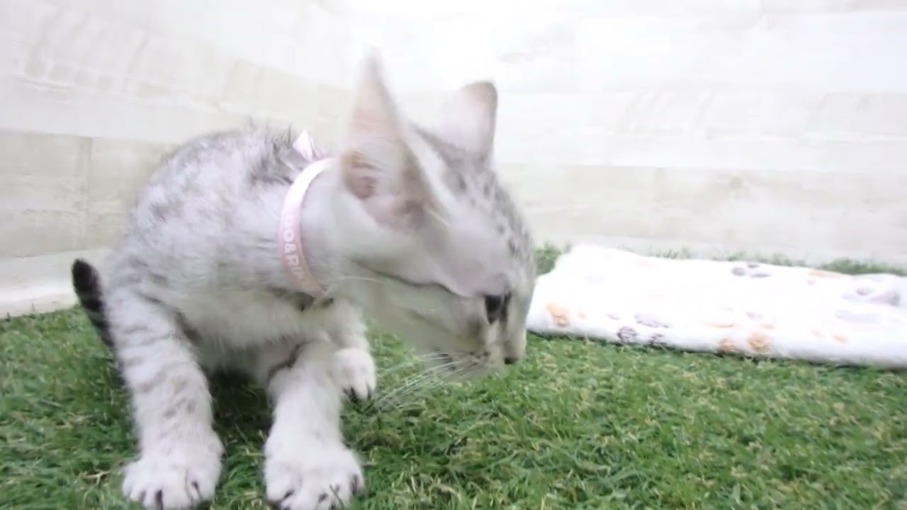 00605201 エジプシャンマウ - WACOCA PETS