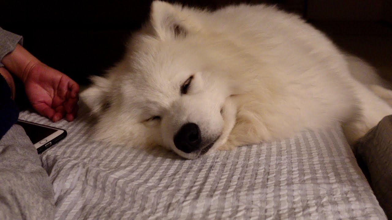 サニーとお泊り会をしました/サモエド samoyed - WACOCA PETS