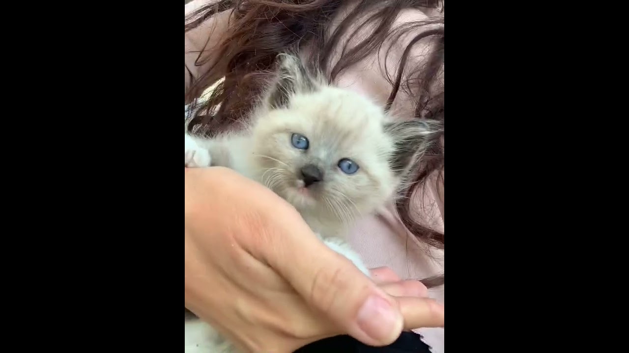 Good Morning Kitten - WACOCA PETS