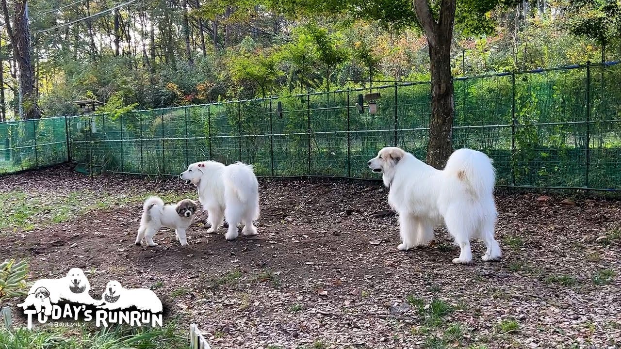 番犬をするルンルンとアランとよく分かってないけどとりあえず走るベルです Great Pyrenees グレートピレニーズ - WACOCA PETS