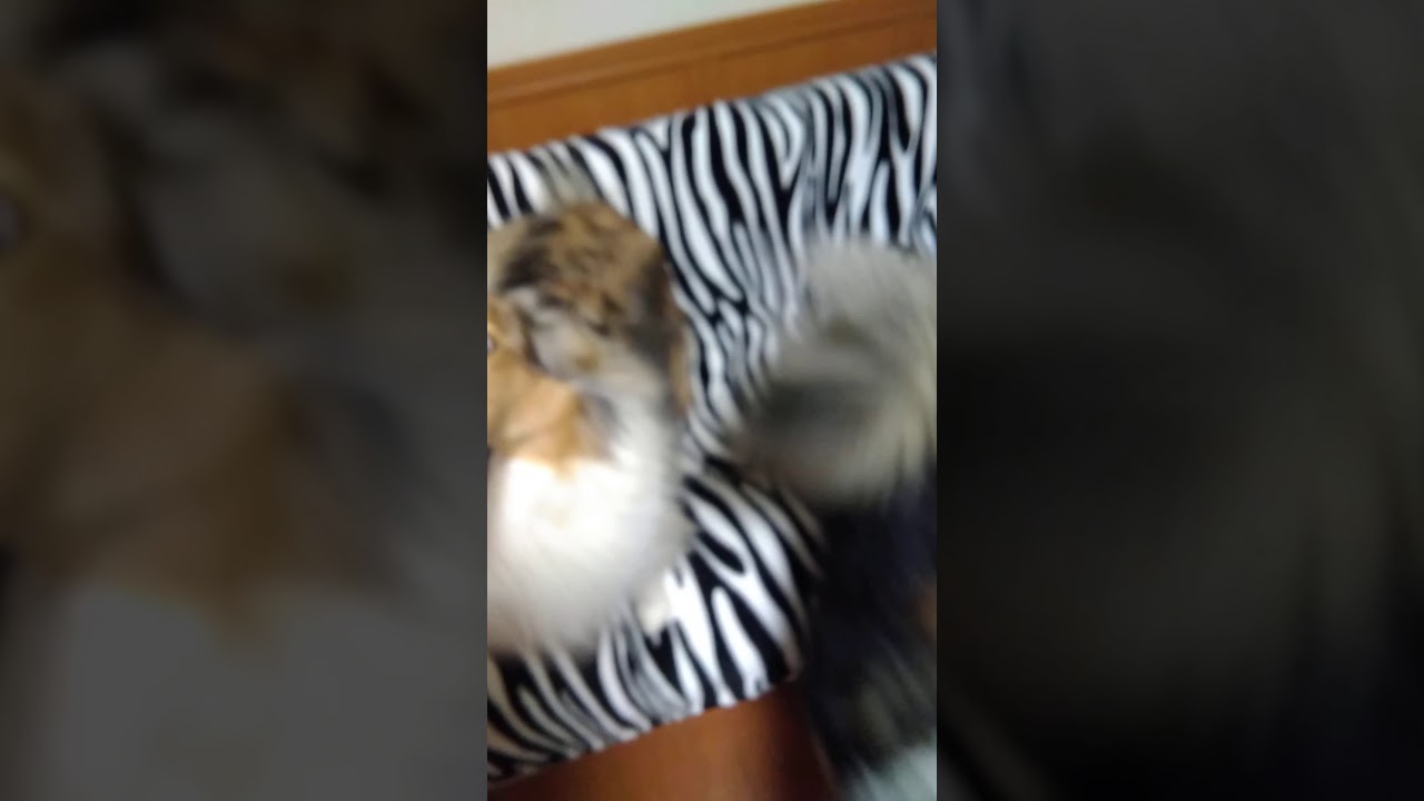 荒ぶるシェットランドシープドッグ - WACOCA PETS