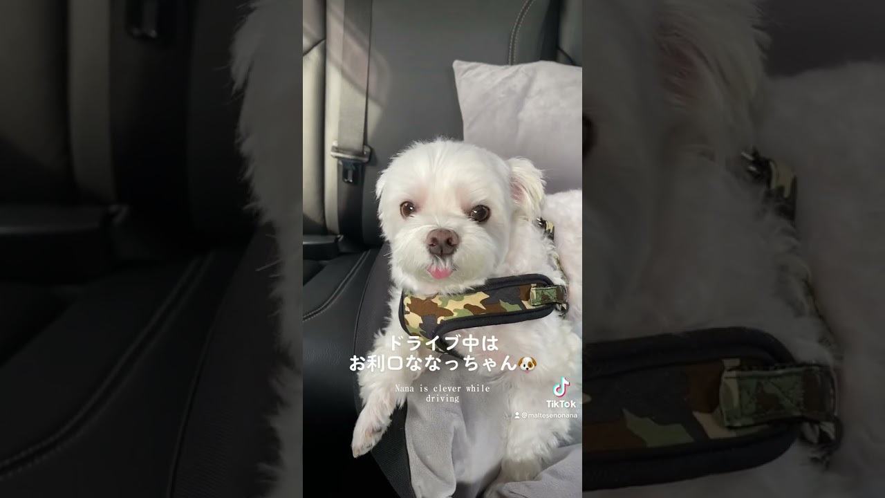 #shorts ドライブ中はお利口な犬🐶【マルチーズ】 - WACOCA PETS