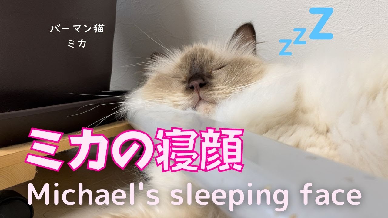 ブサかわいい【ミカの寝顔】Michael's sleeping face（バーマン猫）Birman/Cat - WACOCA PETS