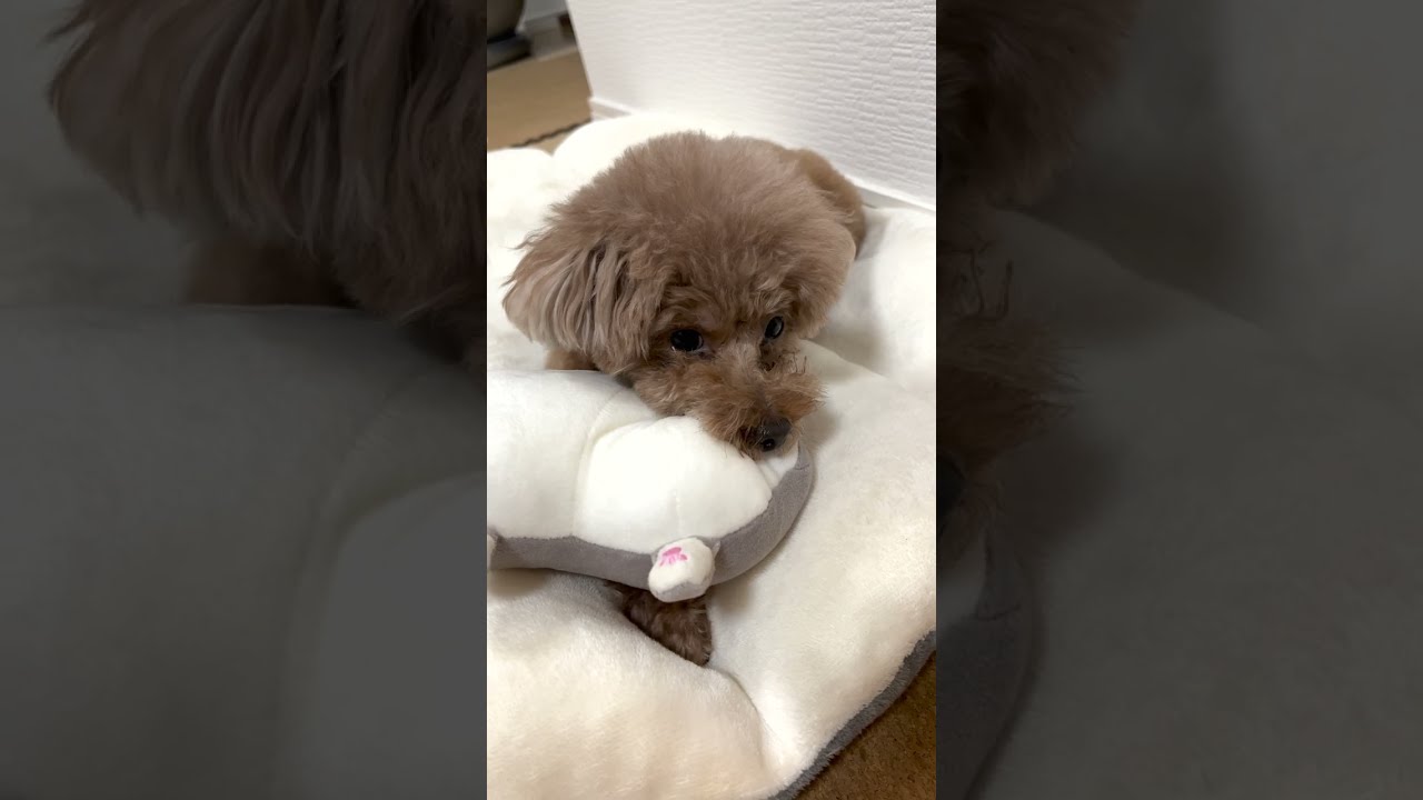 推しのおしり(アゴ枕)でもみもみするワンコ #shorts - WACOCA PETS