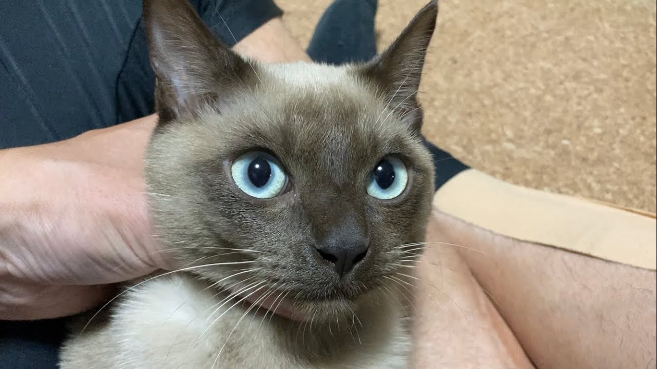 トンキニーズ【2022/10/28】 - WACOCA PETS