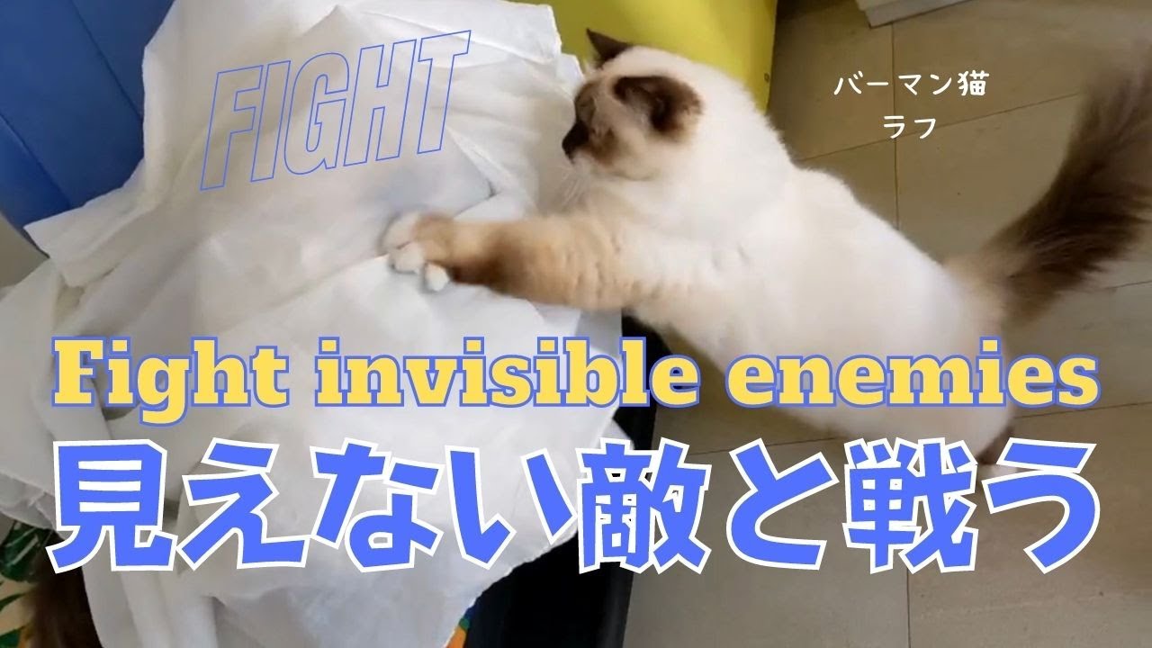 バーマン猫ラフと誰か？【見えない敵と戦う】Fight invisible enemies（バーマン猫）Birman/Cat - WACOCA PETS
