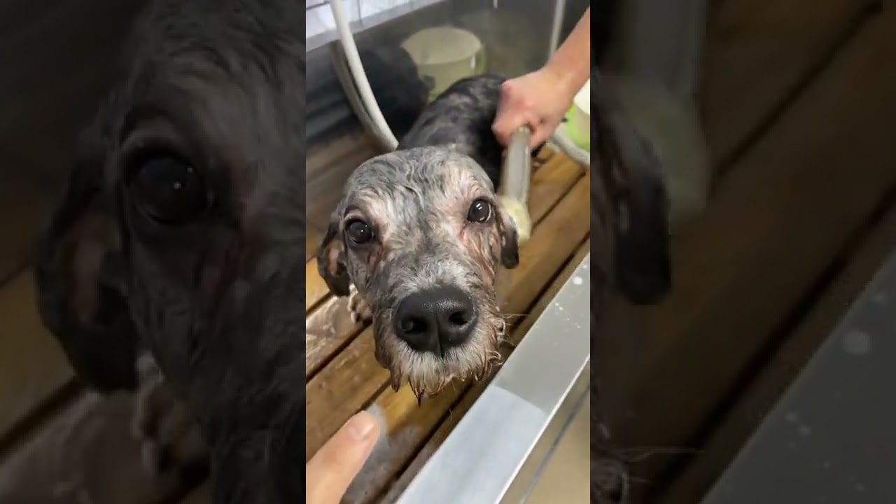 #ダンディディンモントテリア お利口すぎる🚿ディモっちゃま ️ - WACOCA PETS