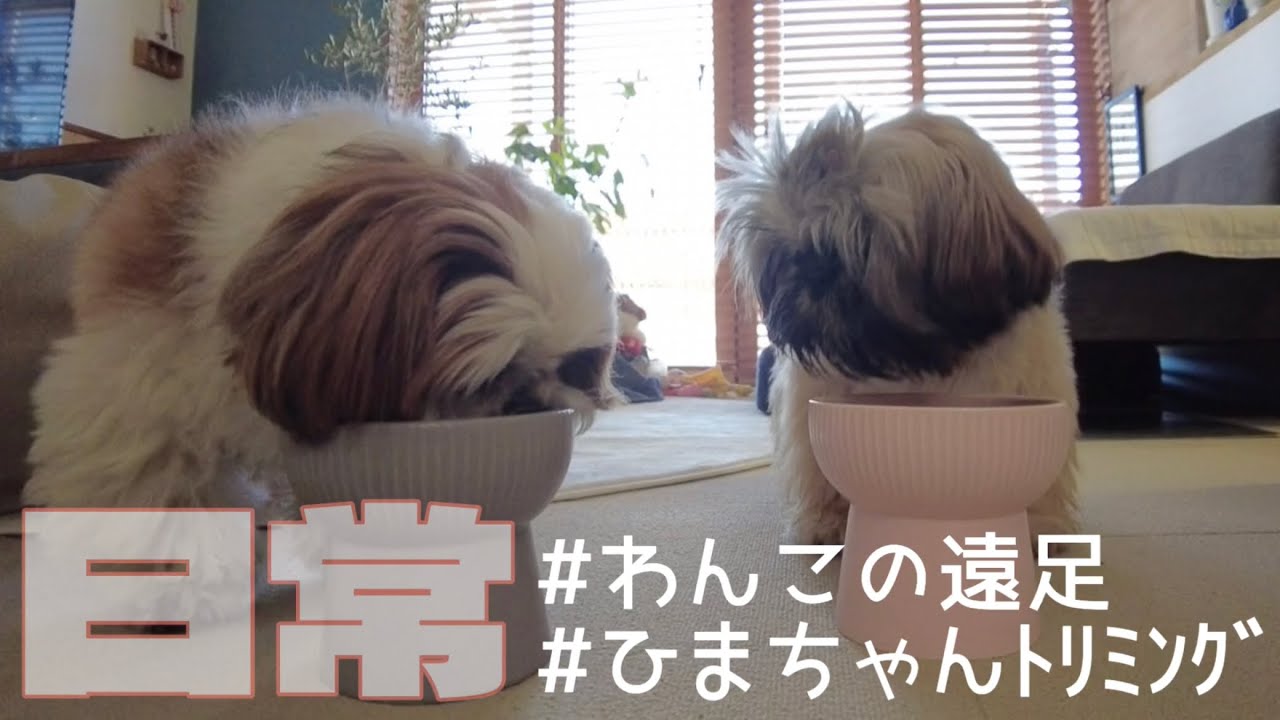 [シーズー多頭飼い]ふたり並んでごはん🍚 - WACOCA PETS