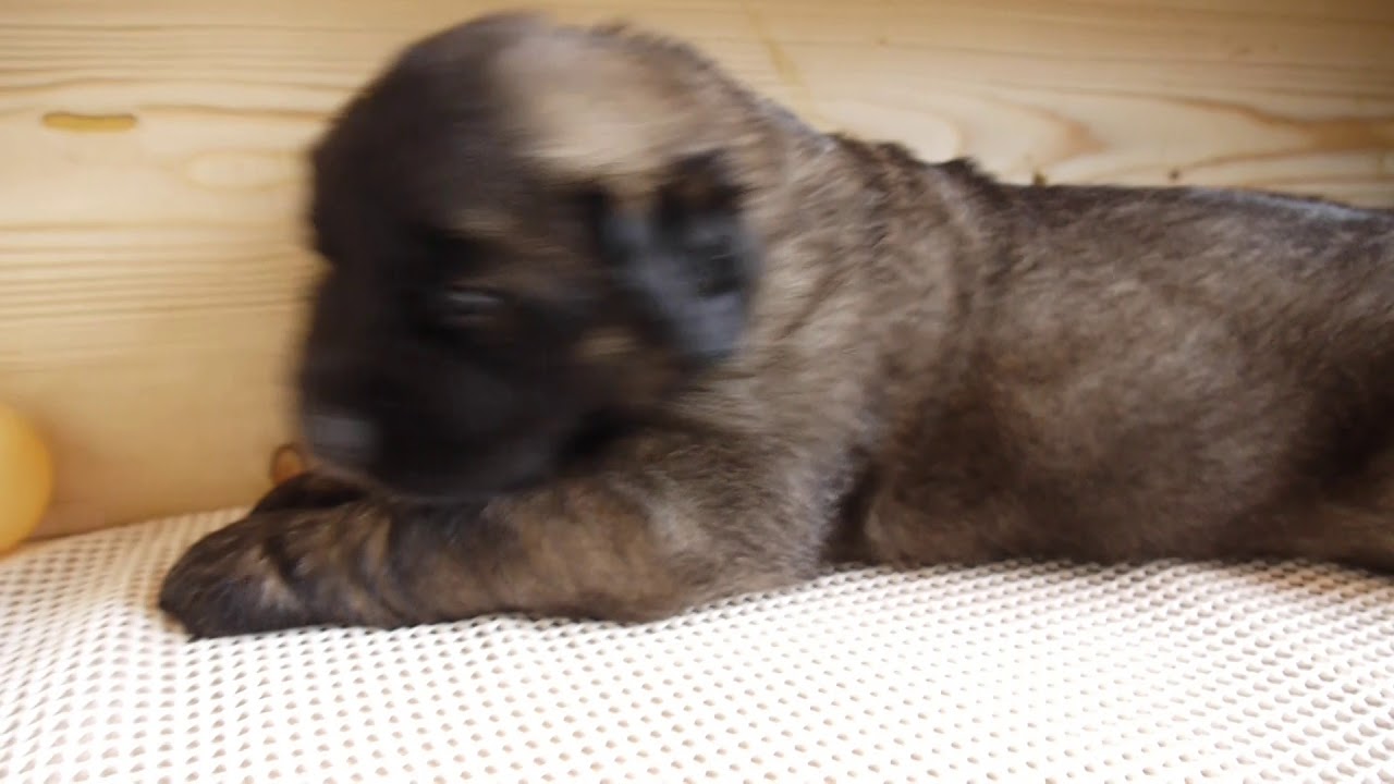 レオンベルガーの子犬達。東京ブリーダーPADOG関東で販売 - WACOCA PETS