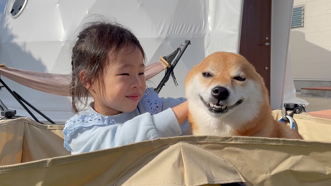 グランピングで柴犬と4歳娘が姉妹のように楽しんでいて幸せだった - Pets | WACOCA JAPAN: People, Life, Style
