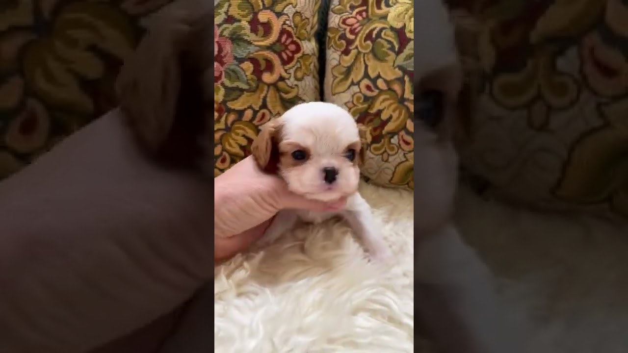 キャバリアキングチャールズスパニエル スペシャル可愛い次郎くん♡ - WACOCA PETS