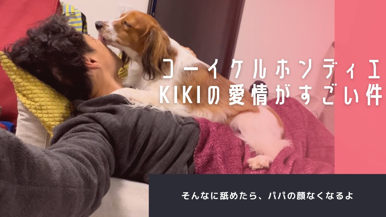 コーイケルホンディエKIKIの愛情が半端ない - WACOCA PETS
