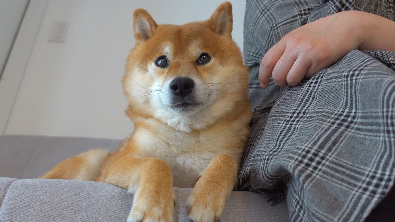 「パパ起こして」と言うとめんどくさそうに起こす柴犬がかわいいw - WACOCA PETS