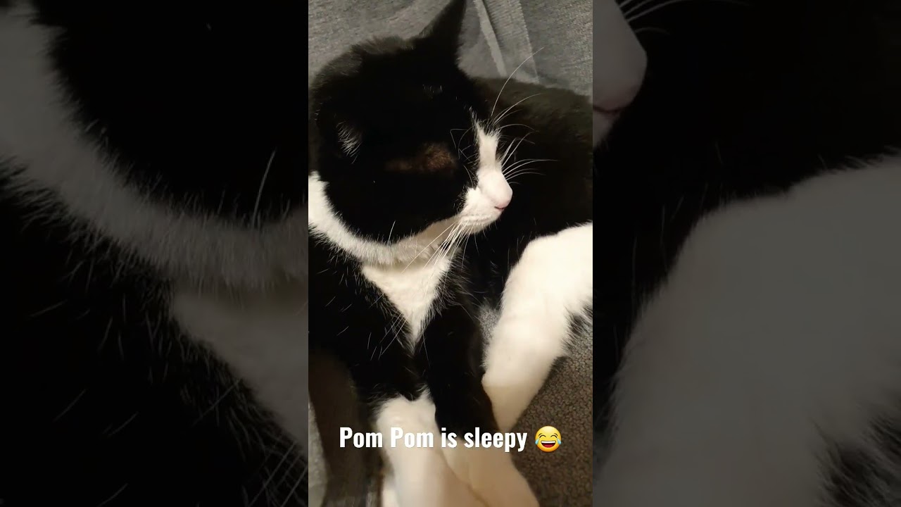 Sleepy cat on the couch, super cute Tuxedo Manx - WACOCA PETS