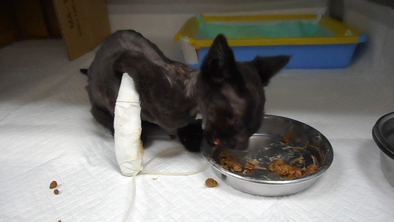 DSCN0269 - WACOCA PETS