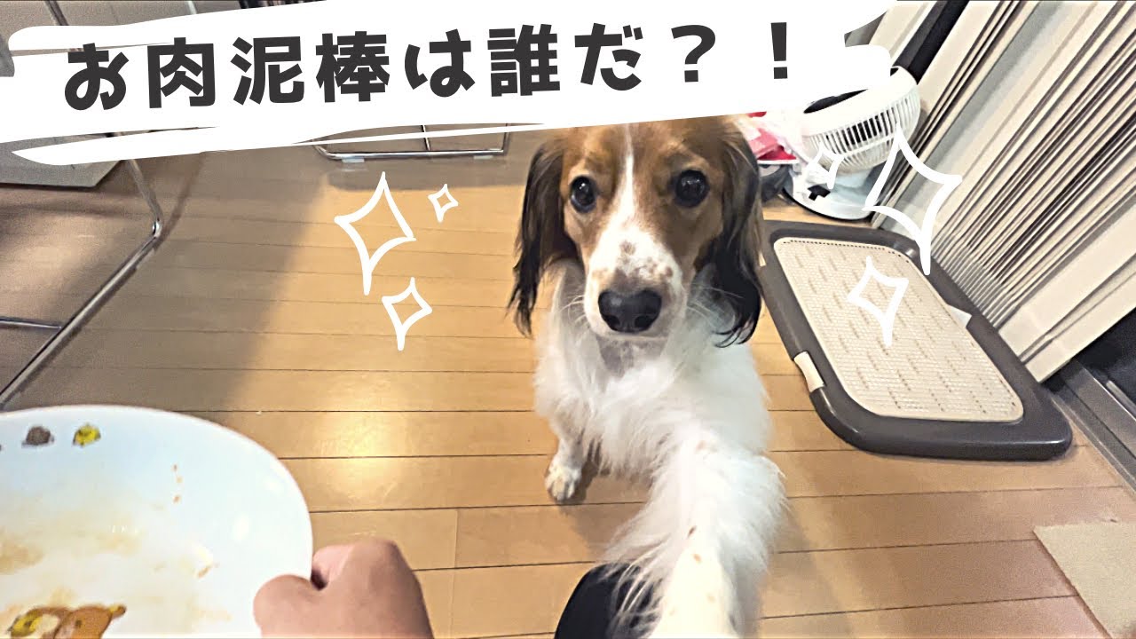 お肉泥棒は誰だ？！ 犯人の様子はこちら 【コーイケルホンディエKIKI】 - Pets | WACOCA JAPAN: People, Life, Style