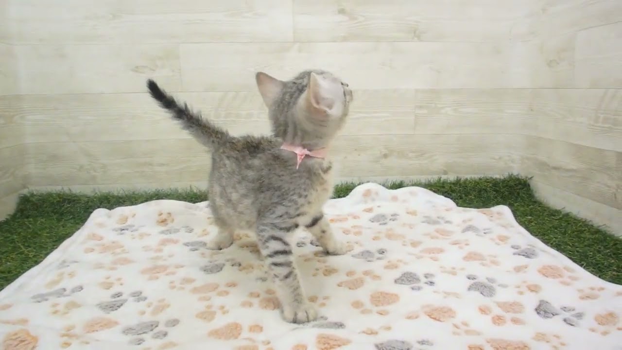 Coo&RIKU No00594341 エジプシャンマウ - WACOCA PETS