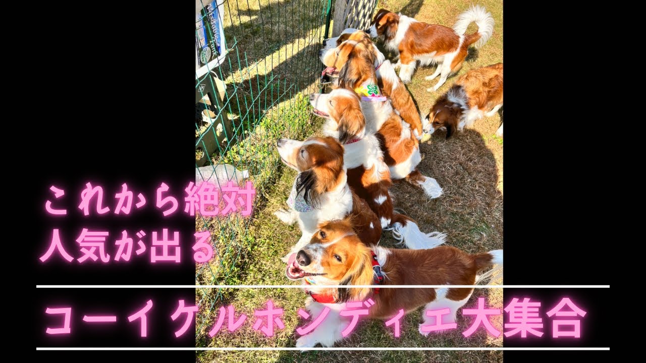 これから絶対人気になるコーイケルホンディエが大集合 - WACOCA PETS