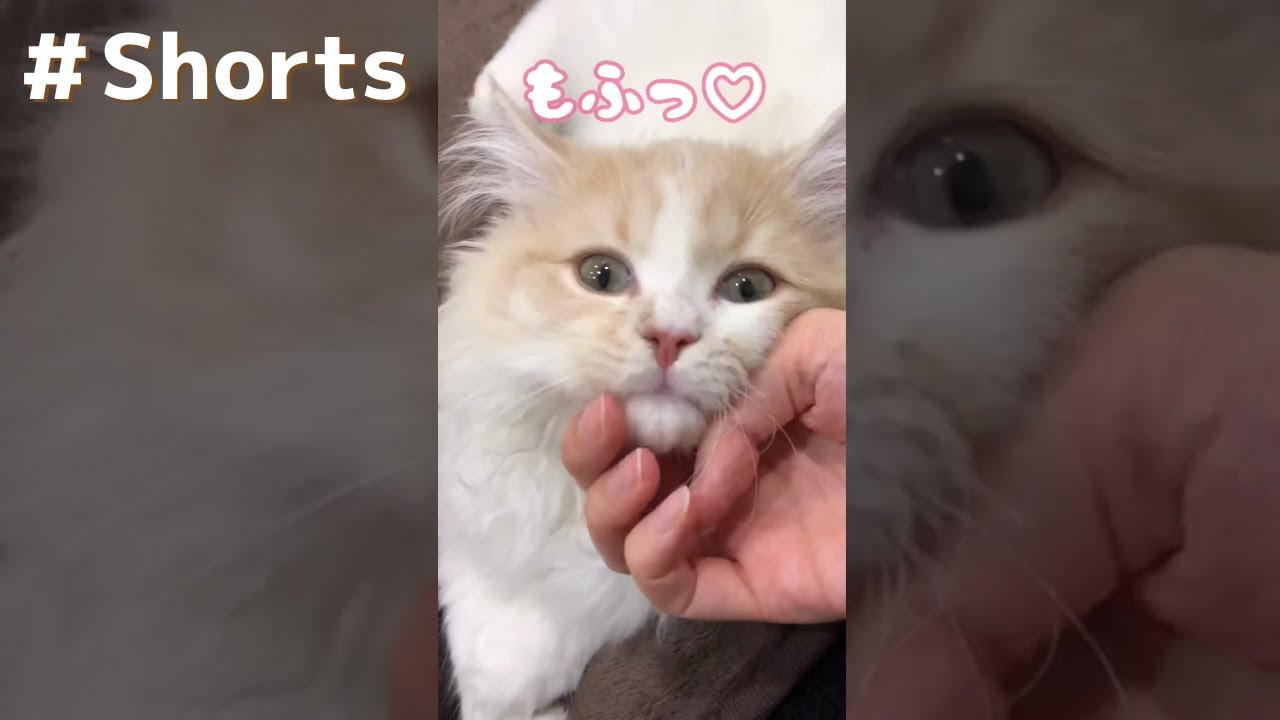 【子猫】おれのとりこ【ラガマフィン】#Shorts - WACOCA PETS