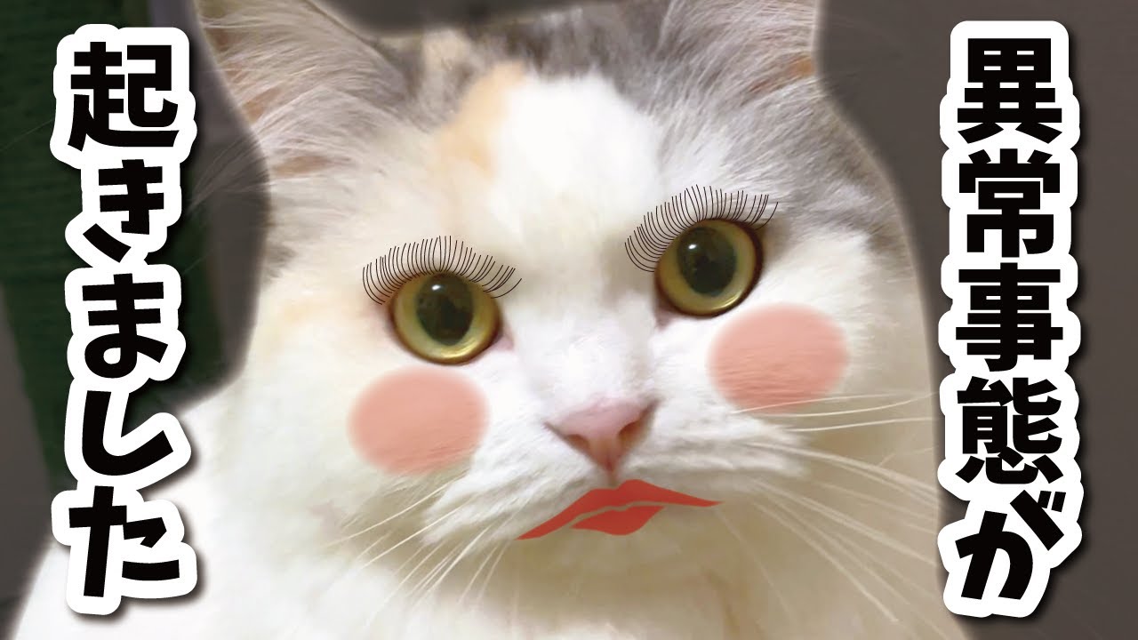 つくしにとんでもない異変が…【関西弁でしゃべる猫】 - Pets | WACOCA JAPAN: People, Life, Style