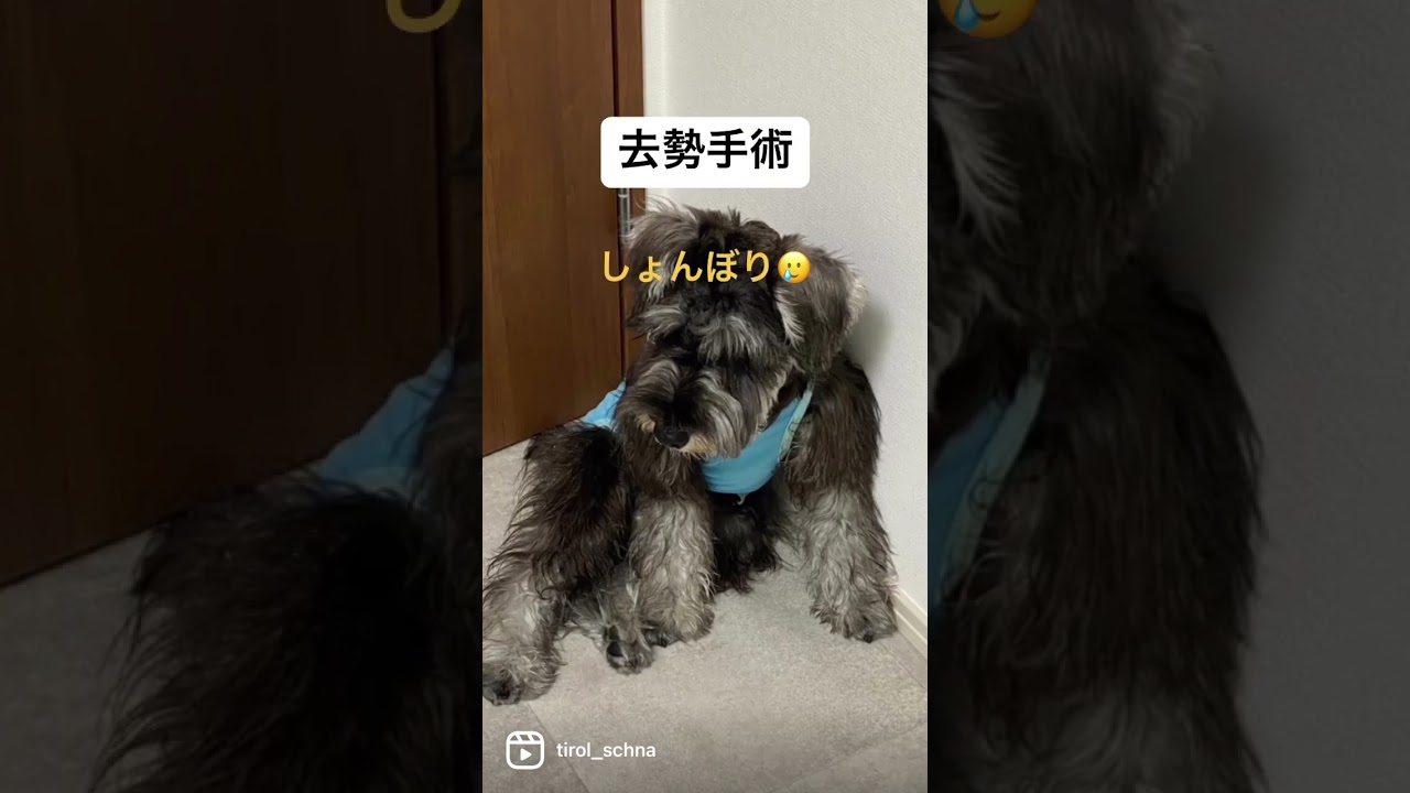 生後6ヶ月ミニチュアシュナウザー - WACOCA PETS