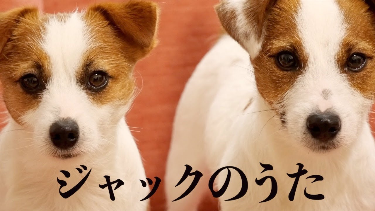 ジャックの歌作りました「ジャックのうた」/Jack Russell Terrier Song - WACOCA PETS
