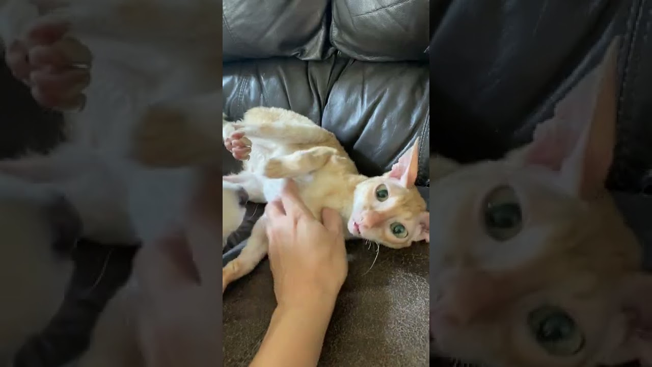 Two very different Cornish Rex cats - WACOCA PETS