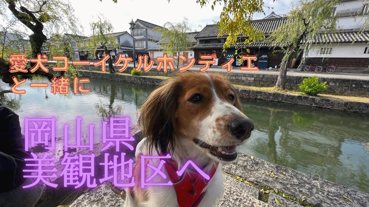 愛犬と岡山県美観地区へ コーイケルホンディエKIKI - WACOCA PETS