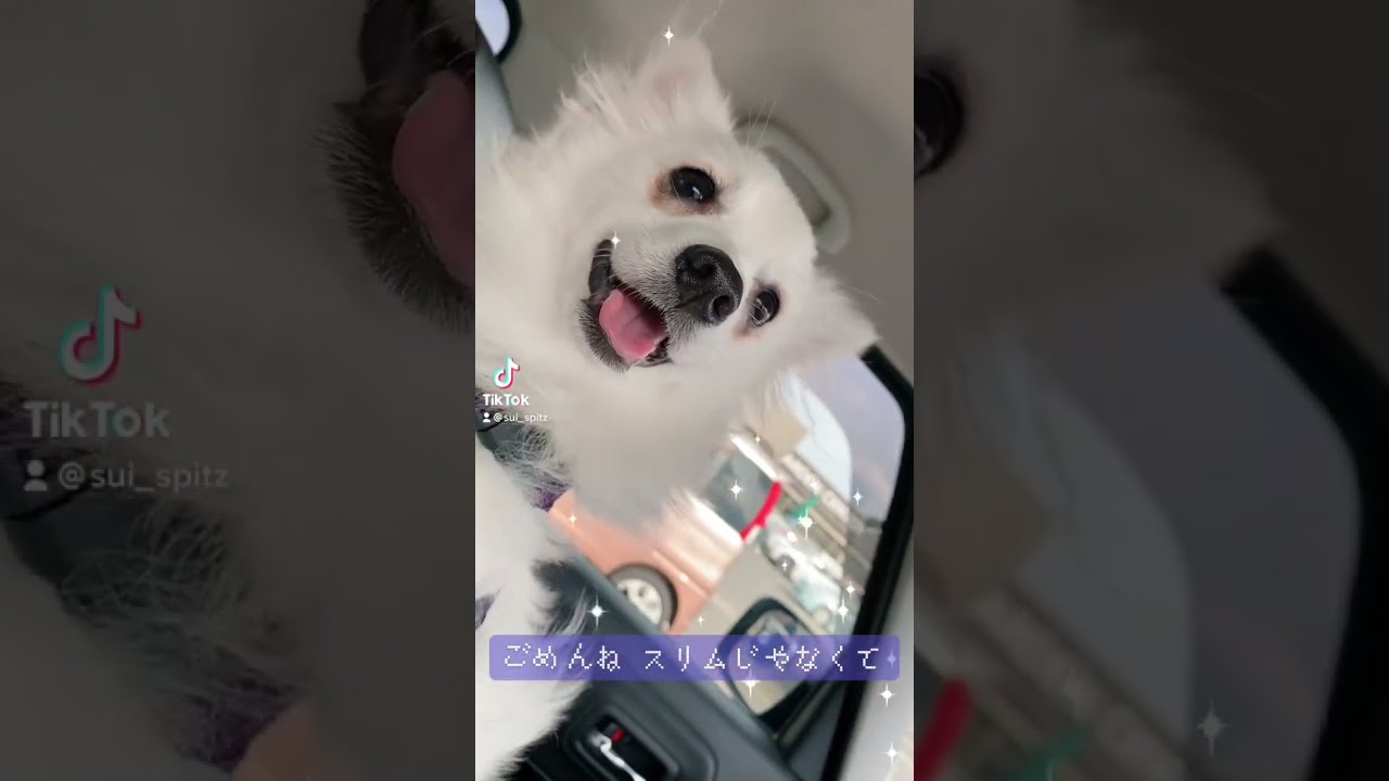 最近太り気味のろんくん【日本スピッツ】 - WACOCA PETS