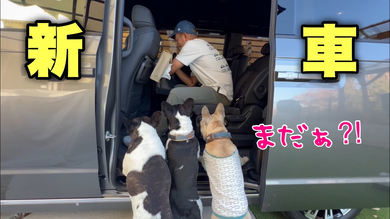 フレブル6兄弟に新しい車をお披露目したらこうなったww - Pets | WACOCA JAPAN: People, Life, Style