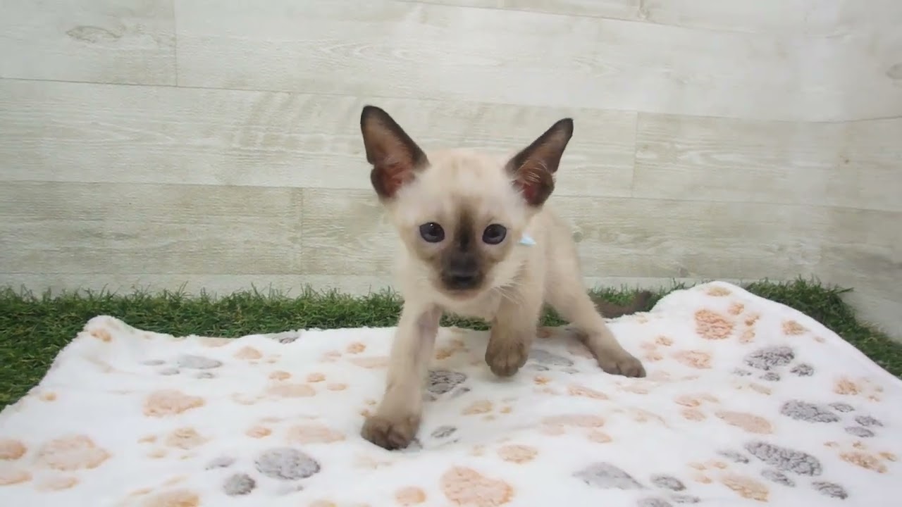 00596128 シャム - WACOCA PETS