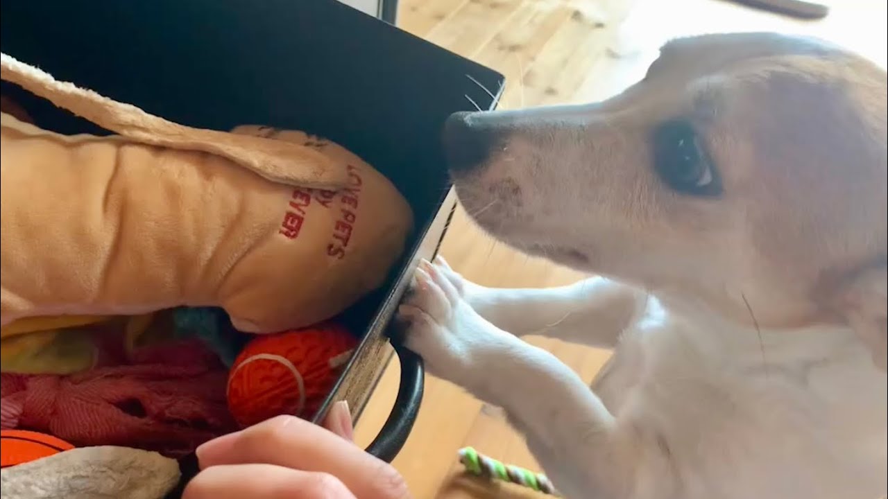 溜め込んだ犬のおもちゃを整理したら…仔犬の頃の思い出がよみがえってきました Mira Jack Russell Terrier - WACOCA PETS