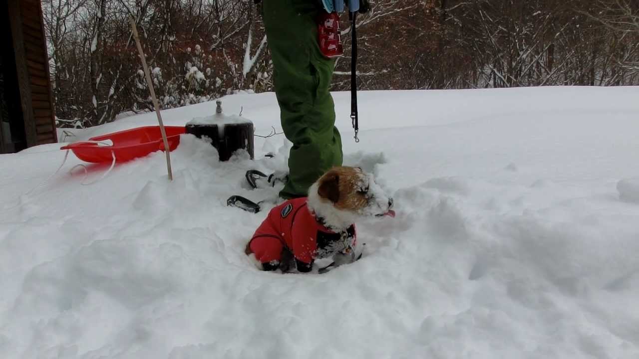 スノーシュー(4) - WACOCA PETS